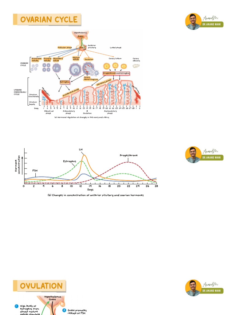 1st Week of Development - Ovulation To Implantation | PDF | Luteinizing ...