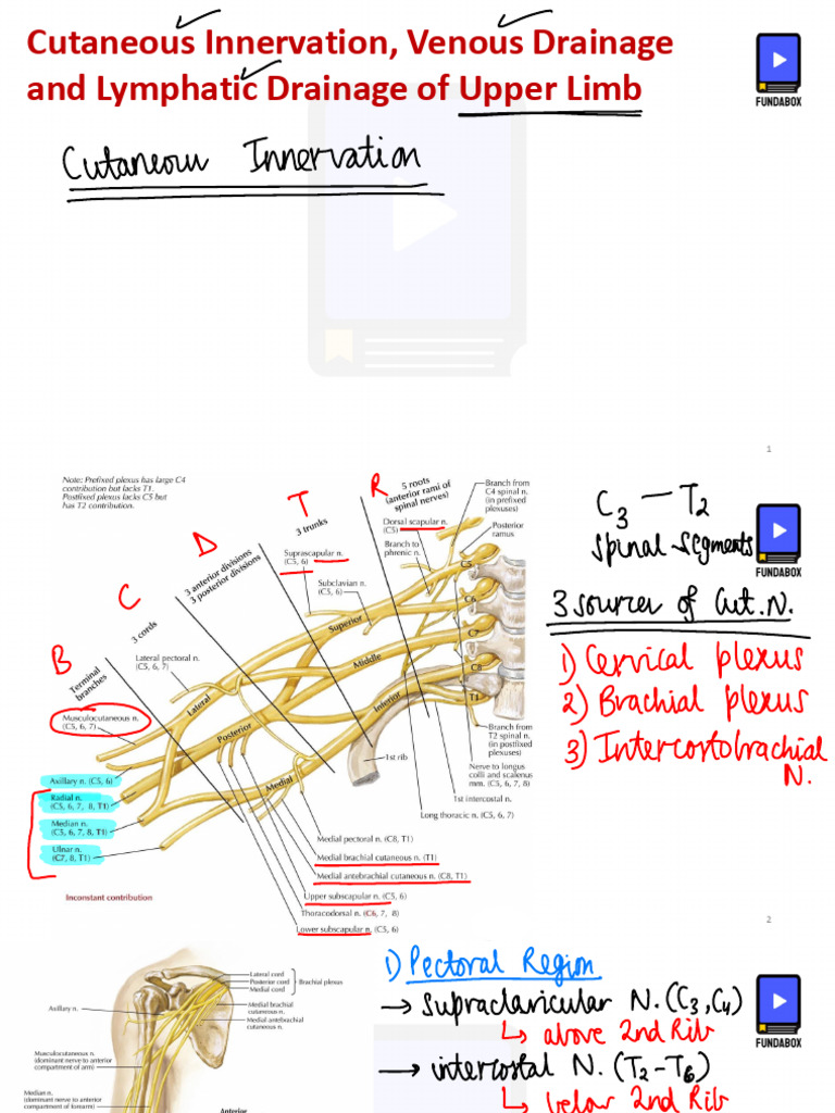 Cutaneous Innervation, Venous Drainage and Lymphatic Drainage of | PDF ...