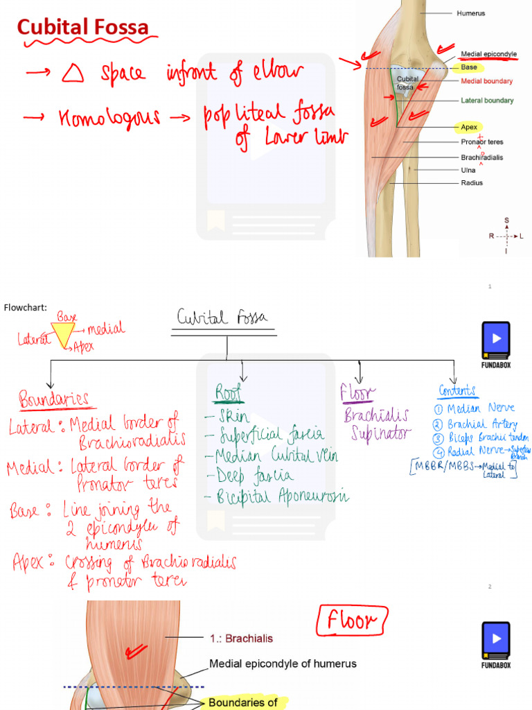 Cubital Fossa & Anterior Compartment of Forearm | PDF | Thumb ...