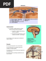 El Saco Dural Humano | PDF | Médula espinal | Anatomía