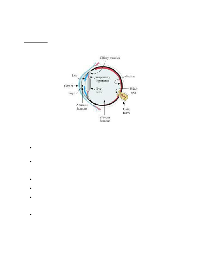 Human Eye Notes | PDF | Eye | Human Eye
