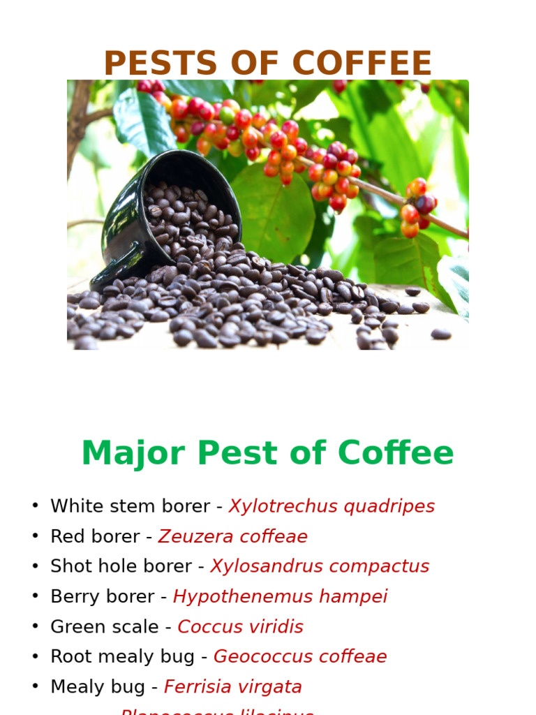 Pest of Coffee - 30.12.23 | PDF | Coffee | Pest (Organism)