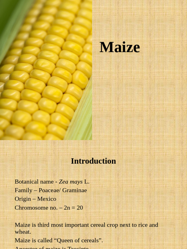 Maize Cultivation [Autosaved]-1 | PDF | Maize | Cereals
