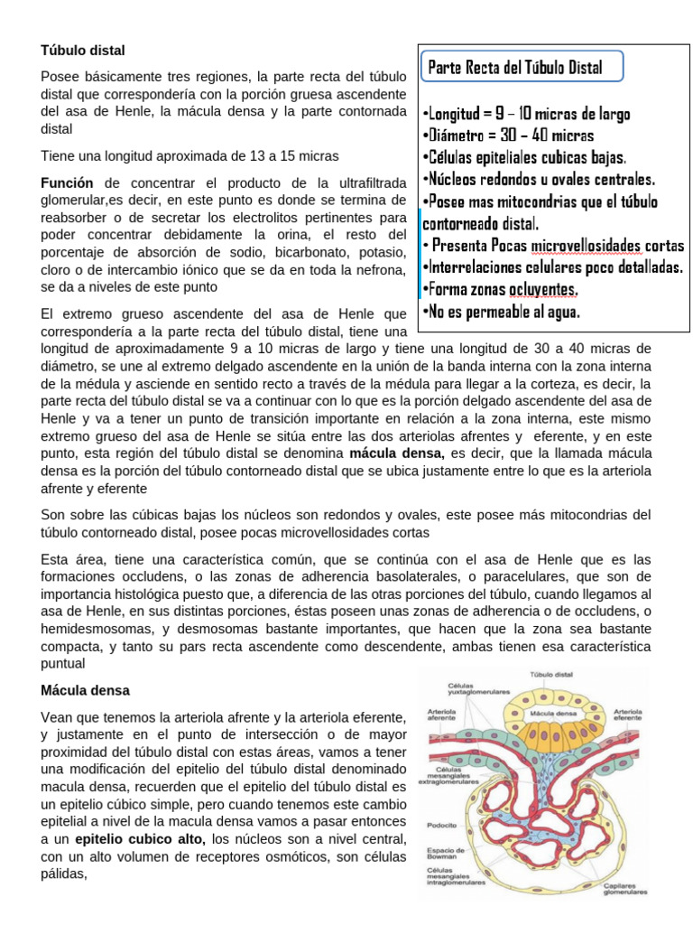Estructura y función del túbulo distal | PDF | Riñón | Morfología ...