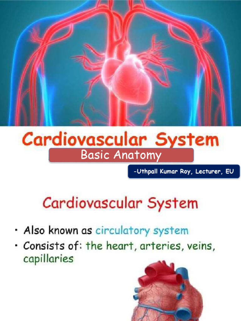 Topic 3 Basic Anatomy (CVS System) | PDF