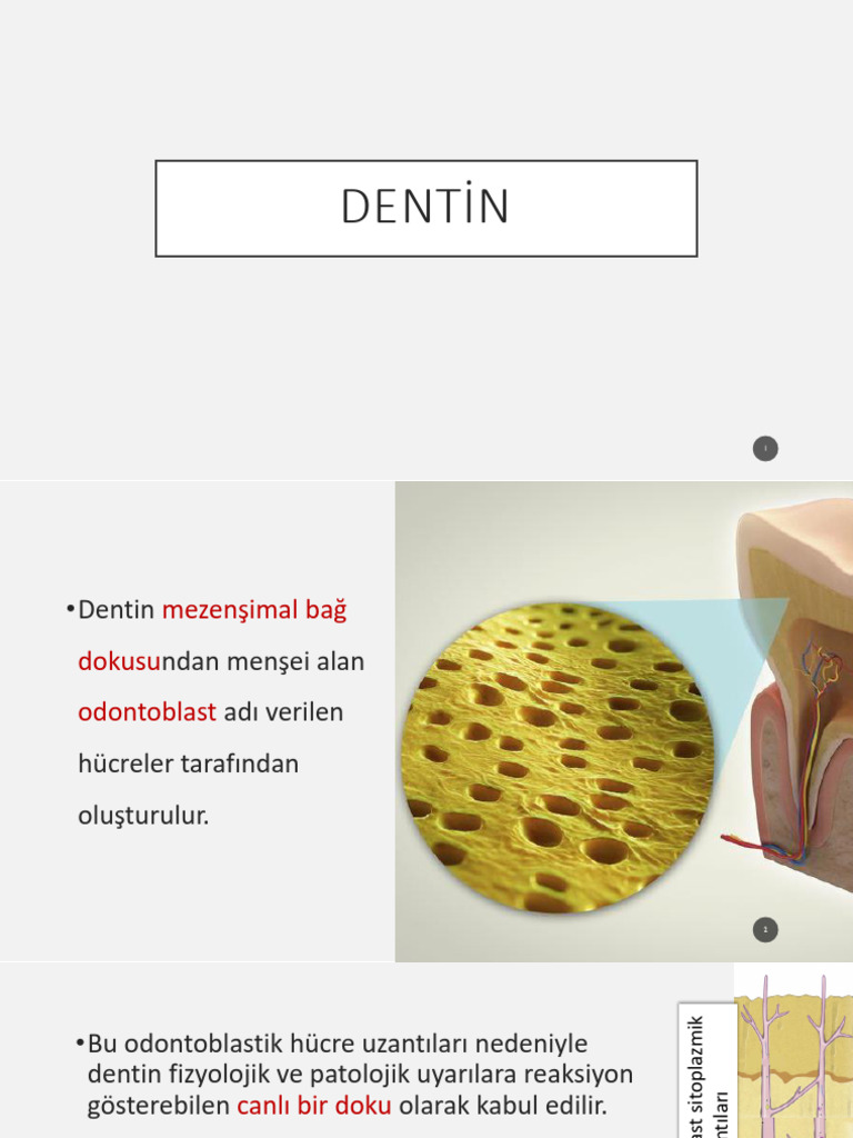 Hafta Dentin | PDF