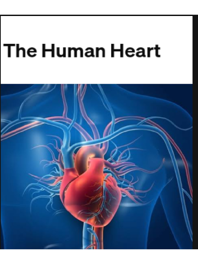 The human heart Science H.HW | PDF