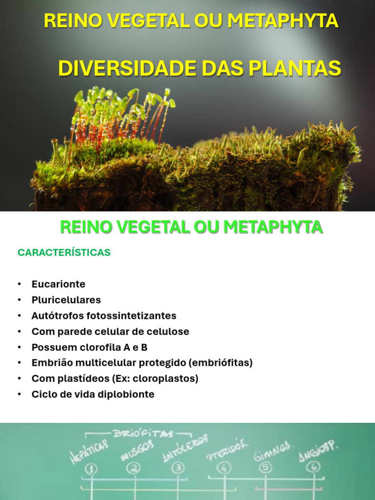 Reino Vegetal Ou Metaphyta | PDF | Fisiologia Vegetal | Anatomia