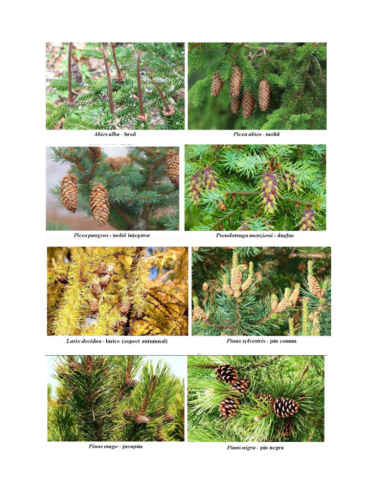 IMAGINI SPECII -1 | PDF