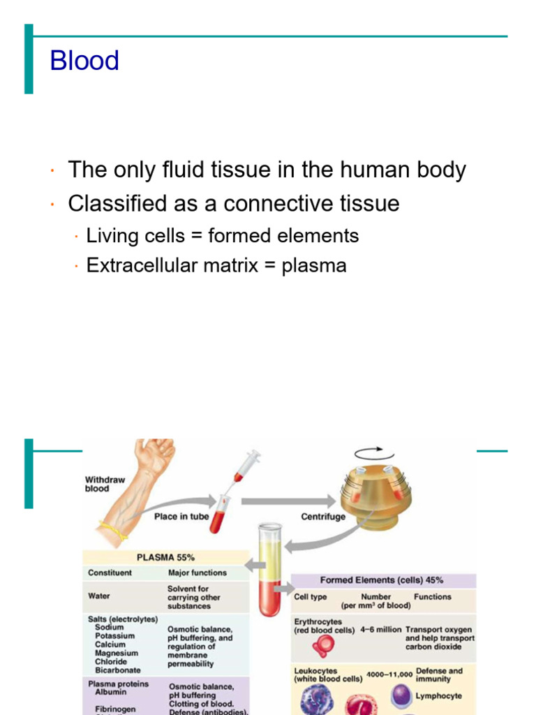 Blood | PDF | Granulocyte | Blood Type