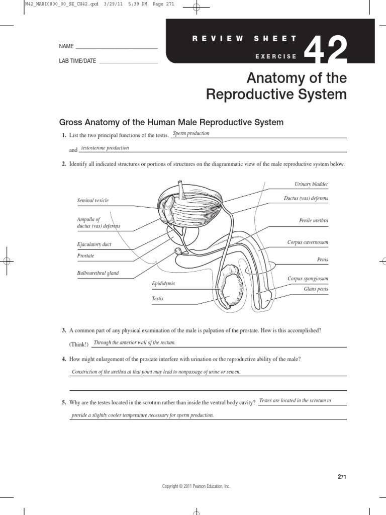 Gross Anatomy of The Human Male Reproductive System | PDF | Uterus ...