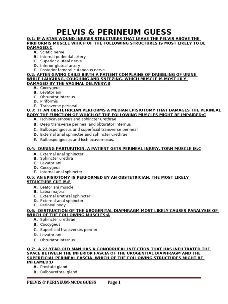 Pevis & Perineum-Guess | PDF | Prostate | Uterus