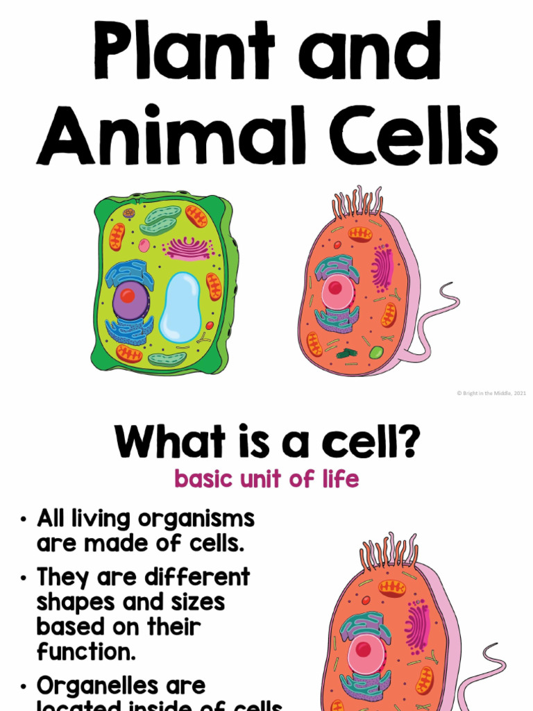 Copy of Plant and Animal Cell Interactive Slides | PDF