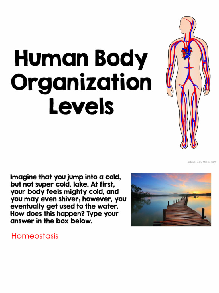Levels of Organization Interactive | PDF