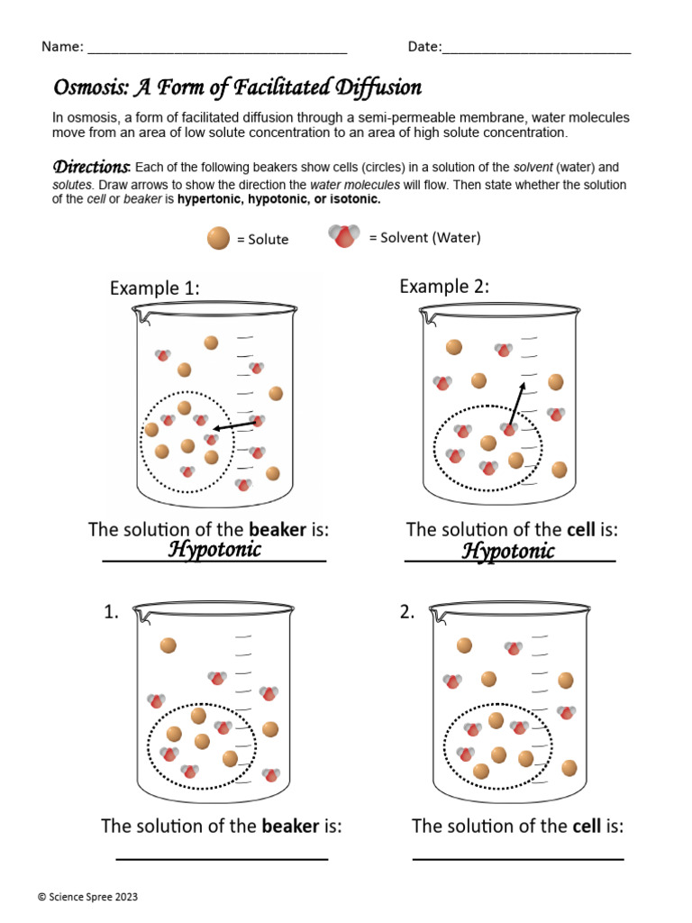 Osmosis and Facilitated Diffusion Worksheet | PDF