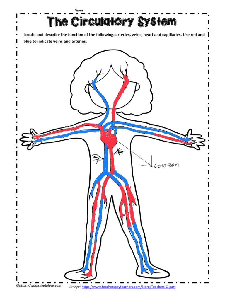Circulatory System Activity 4 | PDF