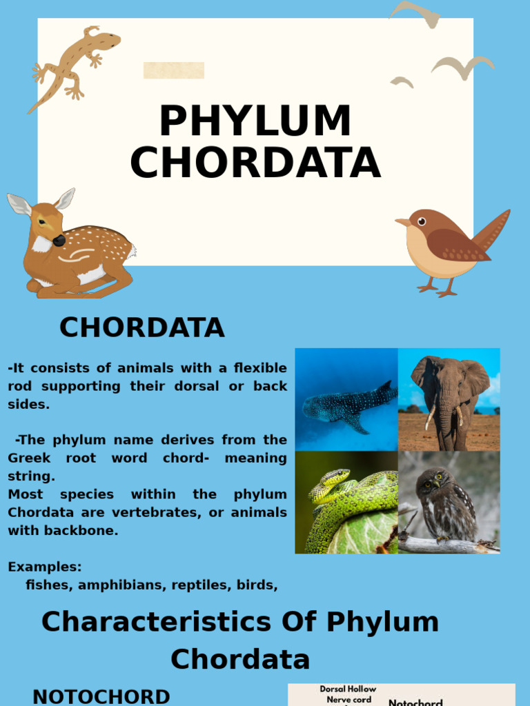 Family Phylum Chordata | PDF | Vertebrates | Chordates