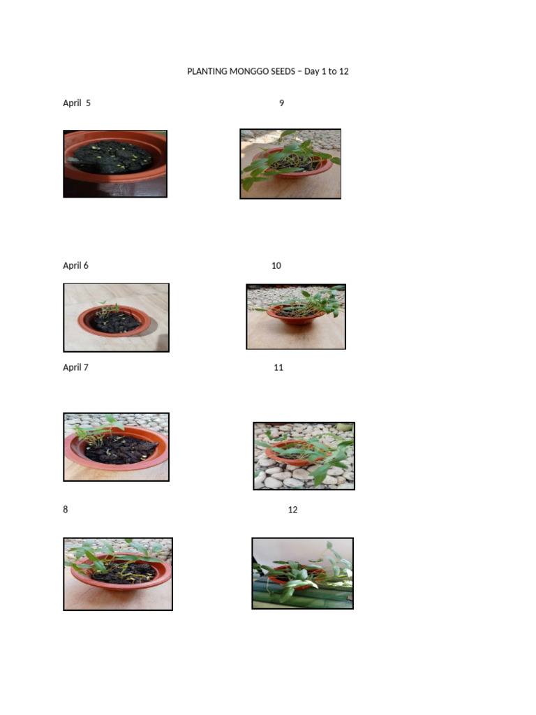 Planting Monggo Day 1 To 12 | PDF