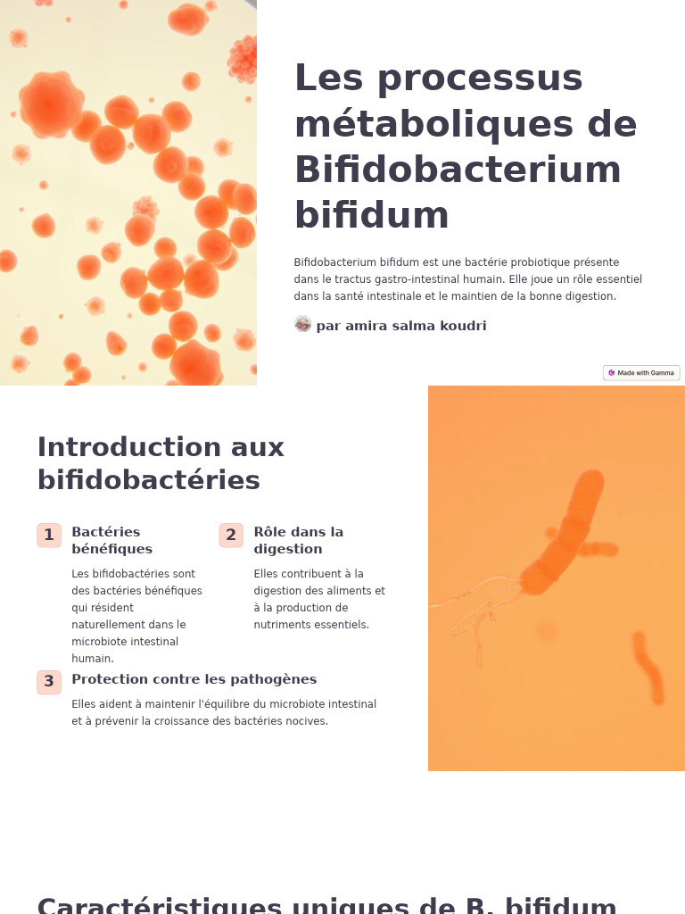 Métabolisme de Bifidobacterium bifidum | PDF | Fermentation | Métabolisme