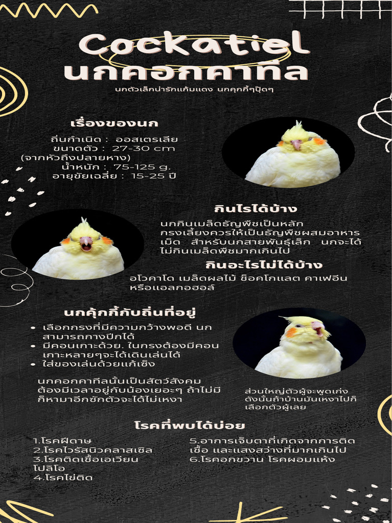 Cockatiel PDF | PDF