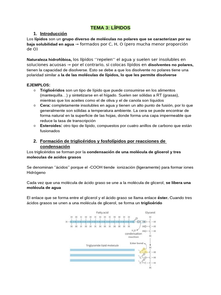 Tema 3_ Lipidos | PDF | Lípido | Ácido graso