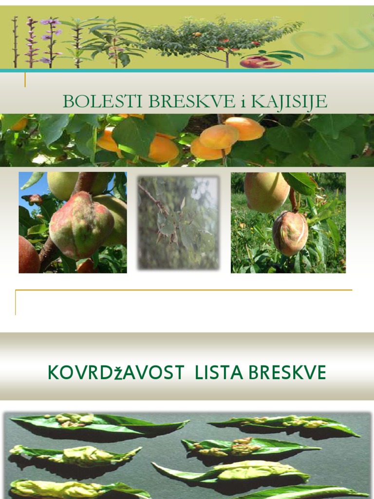 Bolesti Breskve I Kajsije ... Kurtalic | PDF