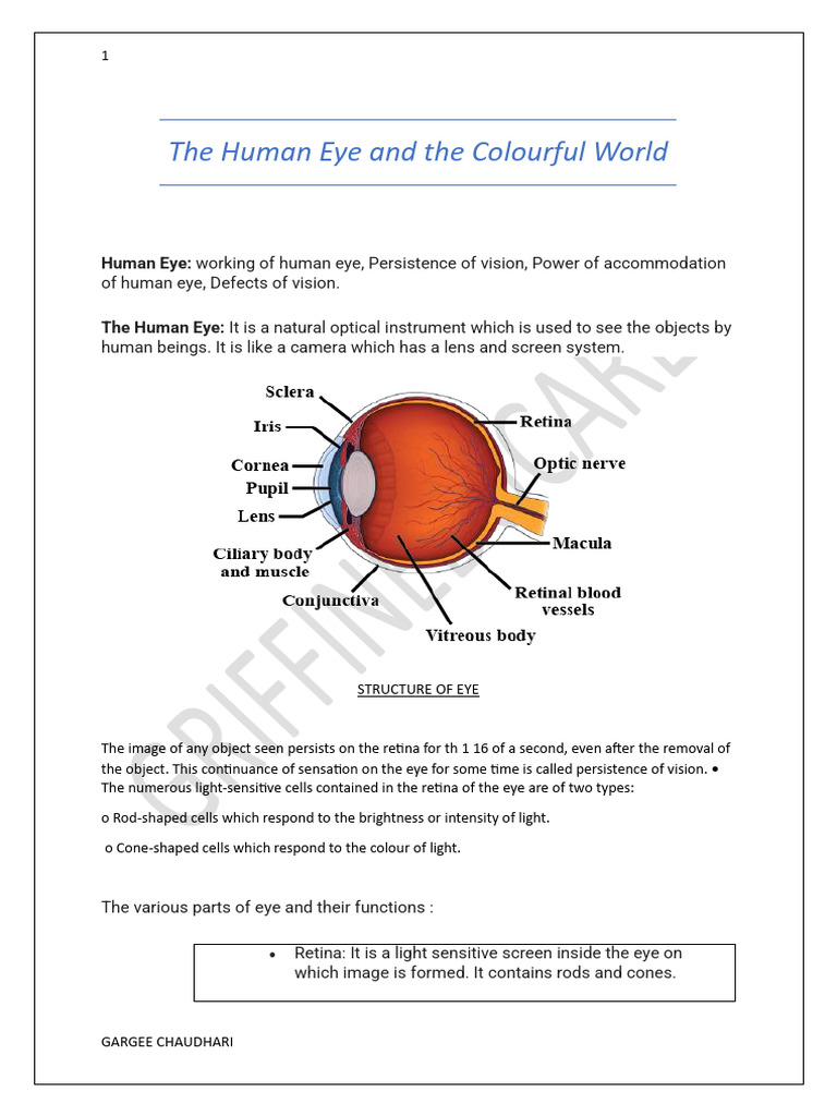 Human Eye: Structure and Function | PDF | Eye | Human Eye