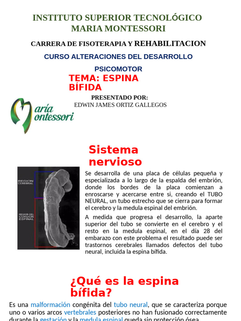 Espina Bifida - Edwin Ortiz Gallegos | PDF | Anatomía | Enfermedades y ...