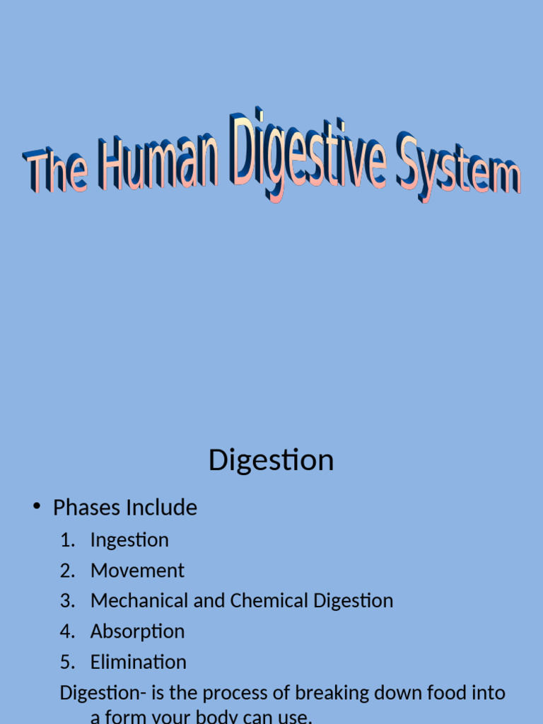 Digestive System Power Point | PDF | Digestion | Gastrointestinal Tract
