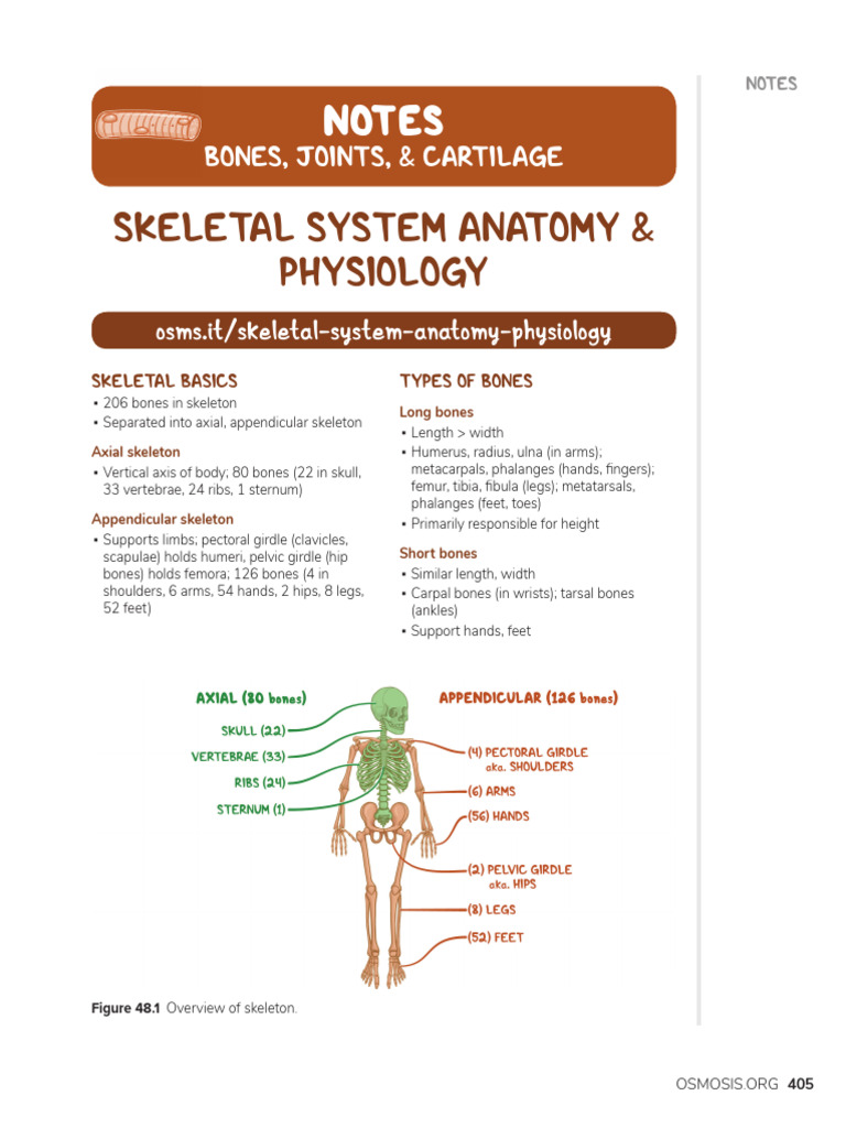 Overview of Skeletal System Anatomy | PDF | Bone | Cartilage