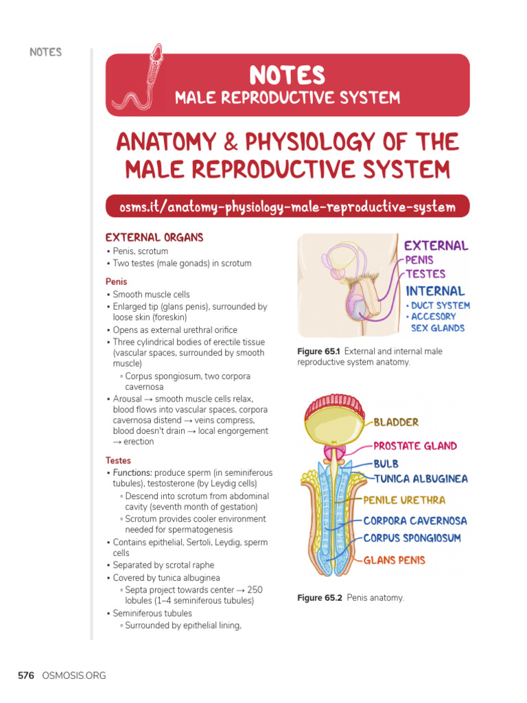 Male Reproductive System Anatomy | PDF | Testosterone | Luteinizing Hormone