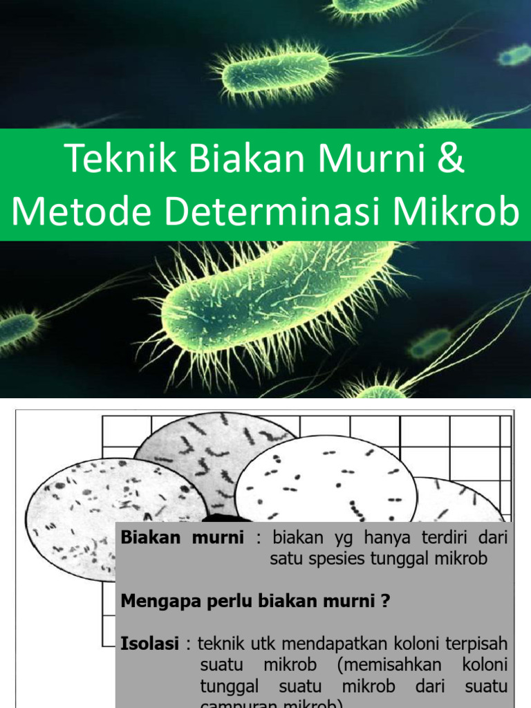 Teknik Biakan Murni & Determinasi Mikrob | PDF