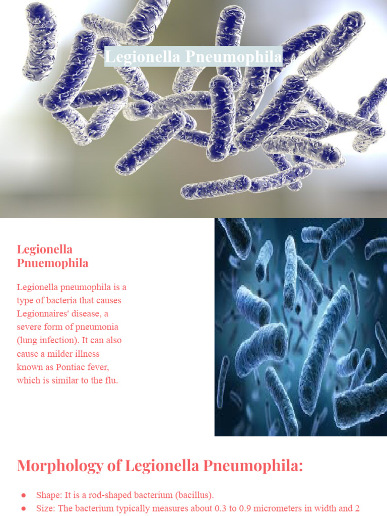 Legionella Pneumophila Overview and Risks | PDF | Microbiology ...