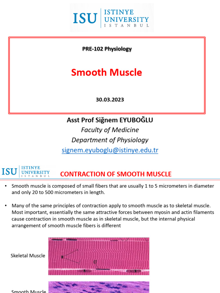 Smooth muscle | PDF | Muscle Contraction | Muscle