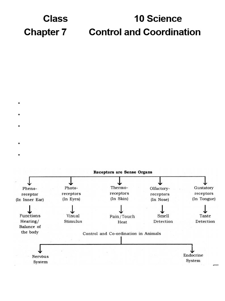 Control and Coordination Notes | PDF | Neuron | Nervous System
