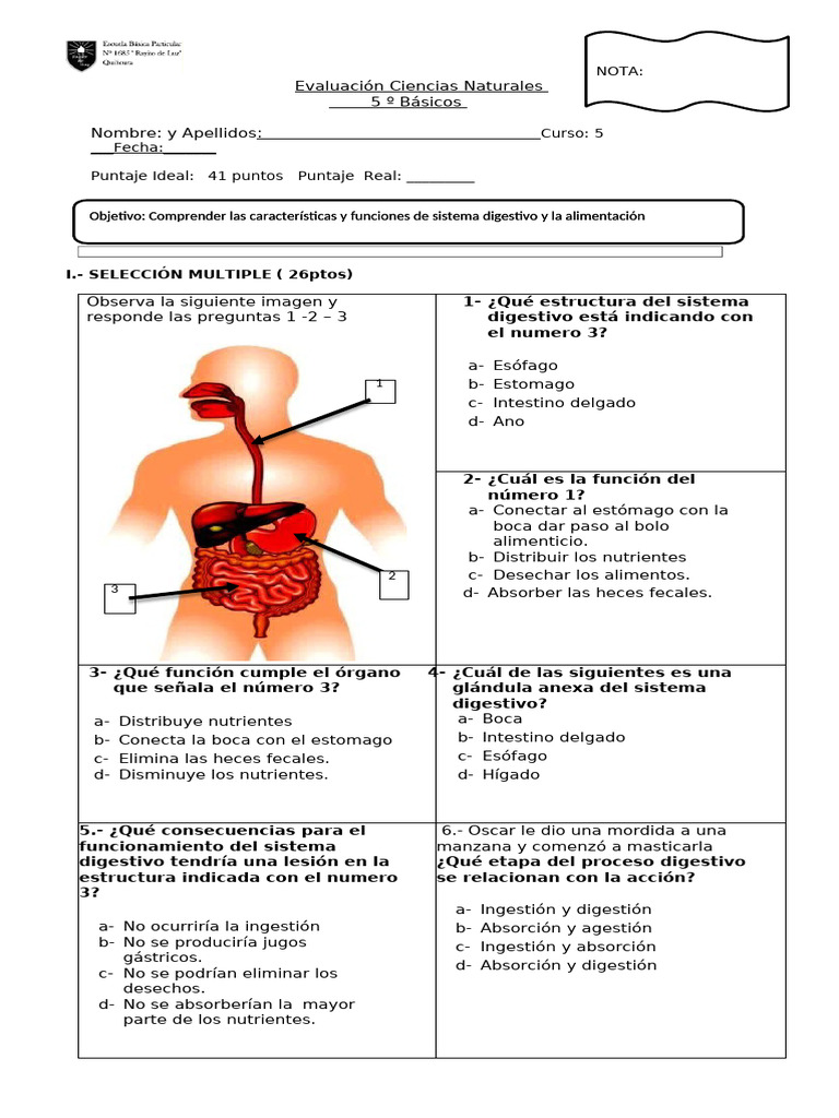 Evaluación ciencias sistema digestivo y nutrientes 5° | PDF | Digestión ...