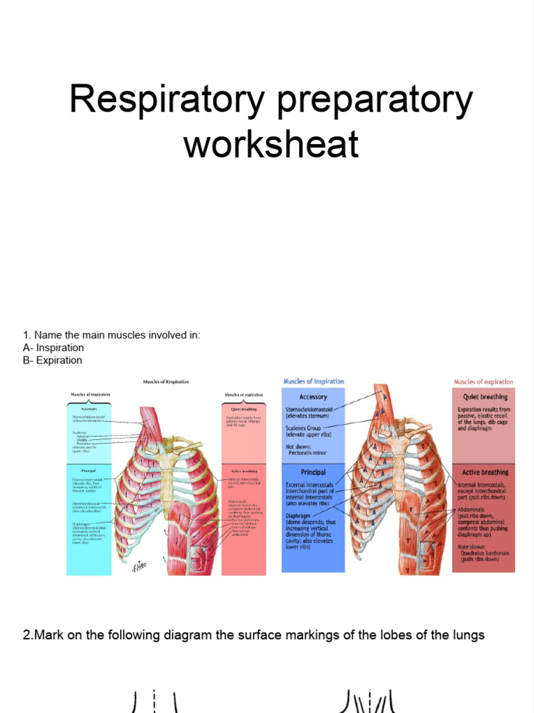 Answers of Questions | PDF | Lung | Respiratory Tract