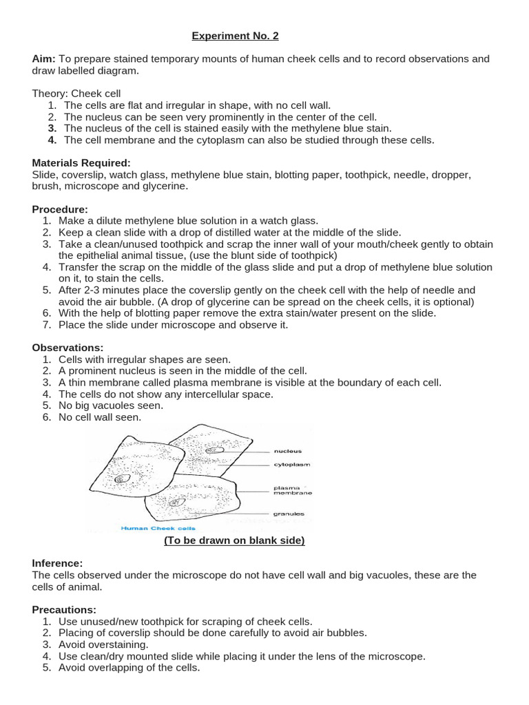 Experiment 2 - Cheek Cell - Bio - Class9 | PDF