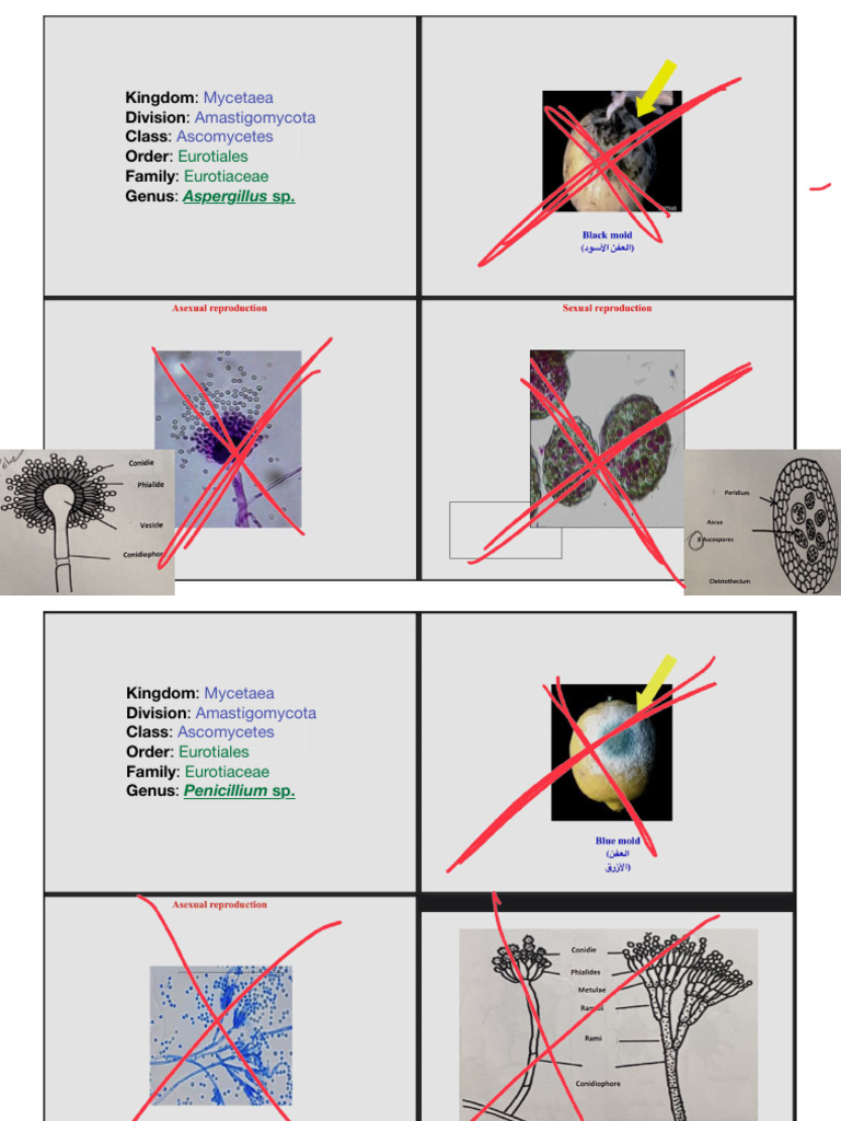 Mycology Final Lab | PDF | Organisms | Fungus