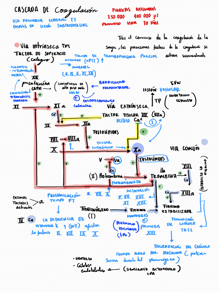 Cascada de Coagulación - 241203 - 143824 | PDF