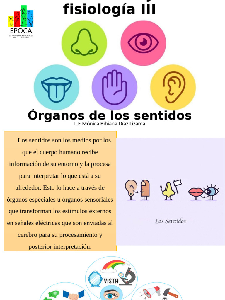 5. Presentacion_Anatomía y Fisiología III_Organos de Los Sentidos | PDF | Oído | Sentidos