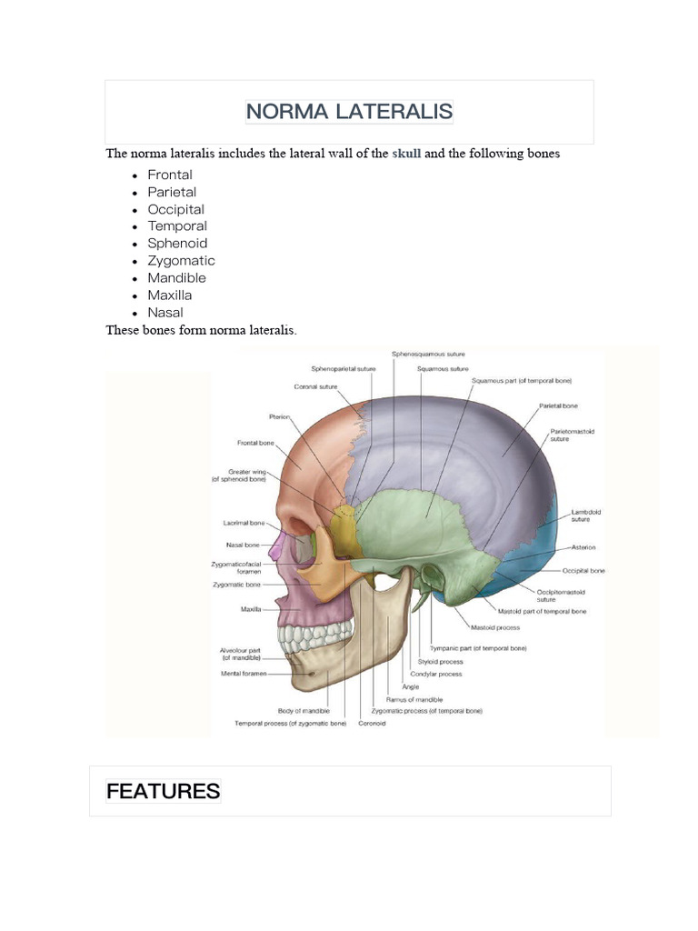 Norma Lateralis | PDF | Skeletal System | Human Anatomy