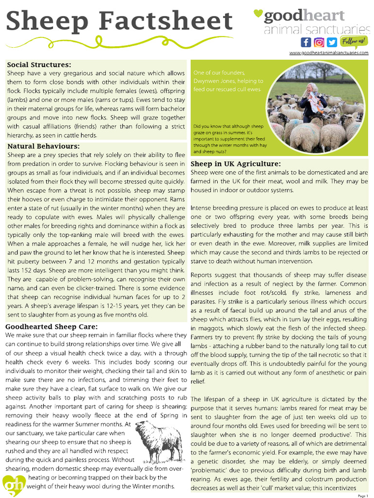 Sheep-Factsheet | PDF | Sheep | Animals And Humans