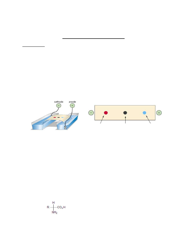 S29 - Aminoacidos y Proteinas 2024 | PDF | Aminoácidos | Péptido