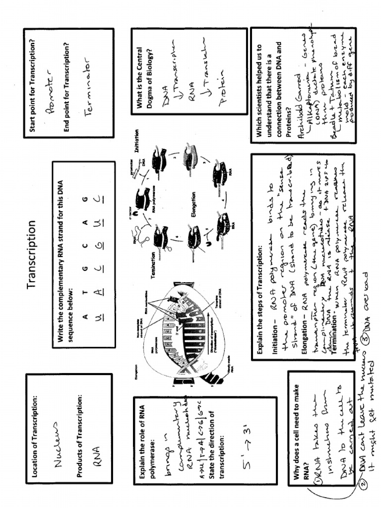 Central Dogma Notes Key Compressed | PDF