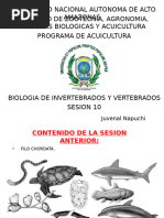 Características de los Sarcopterigios | PDF | Pescado | Vertebrados ...