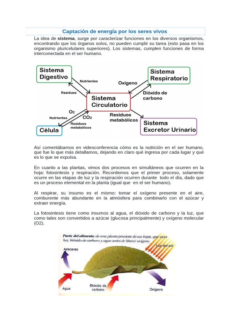 Nutrición y energía en seres vivos | PDF