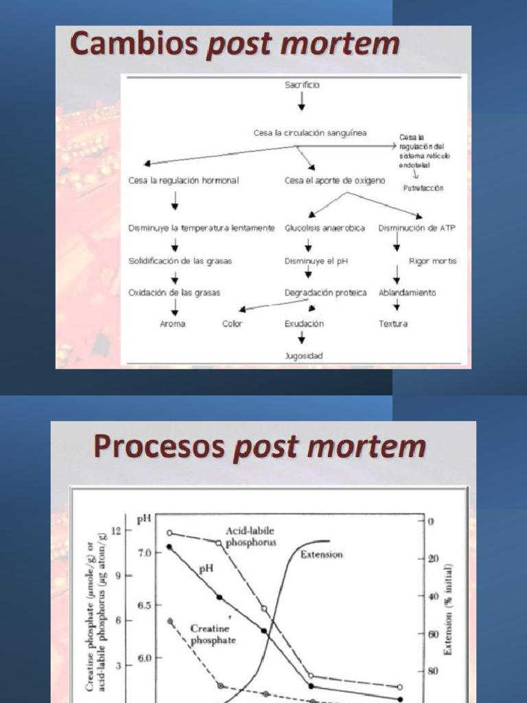 Cambios Postmortem | PDF