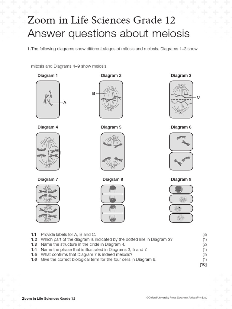 Gr12 Life Sciences ZoomIn on Meiosis With Oxford University Press | PDF ...