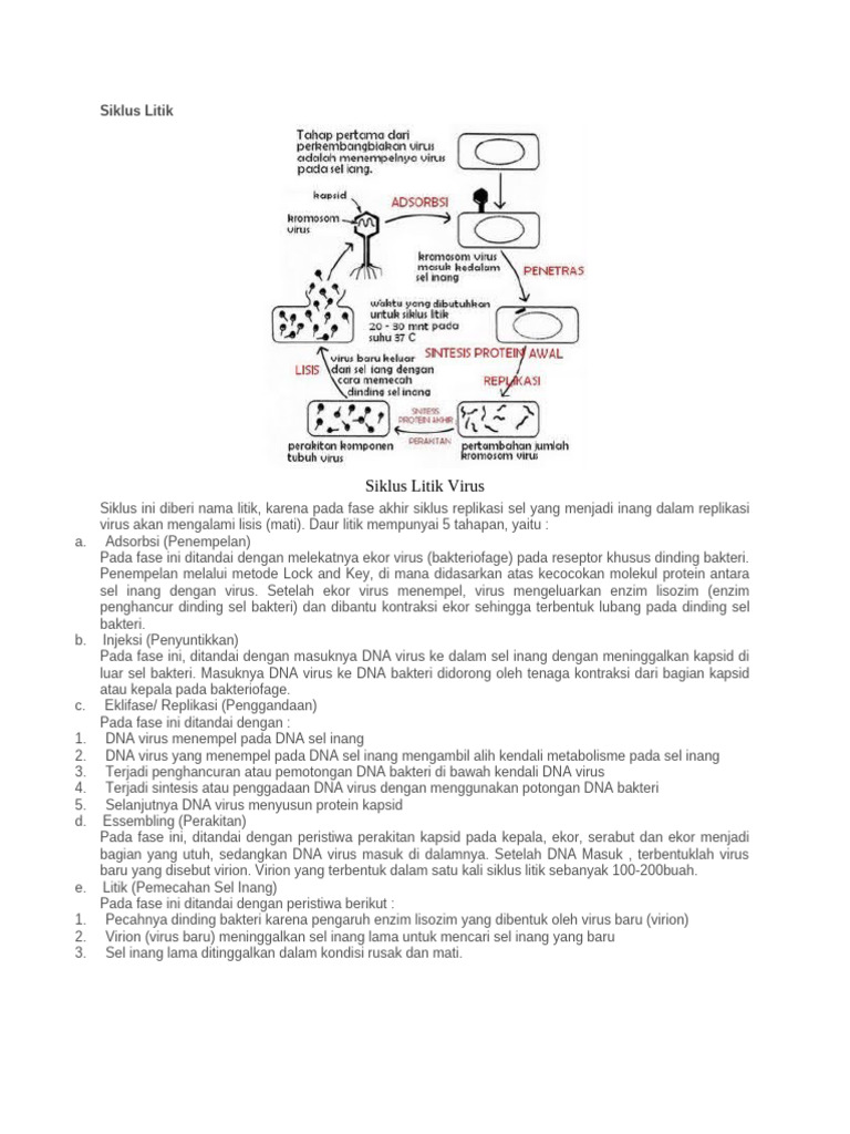 Siklus Litik Virus: Proses Replikasi | PDF